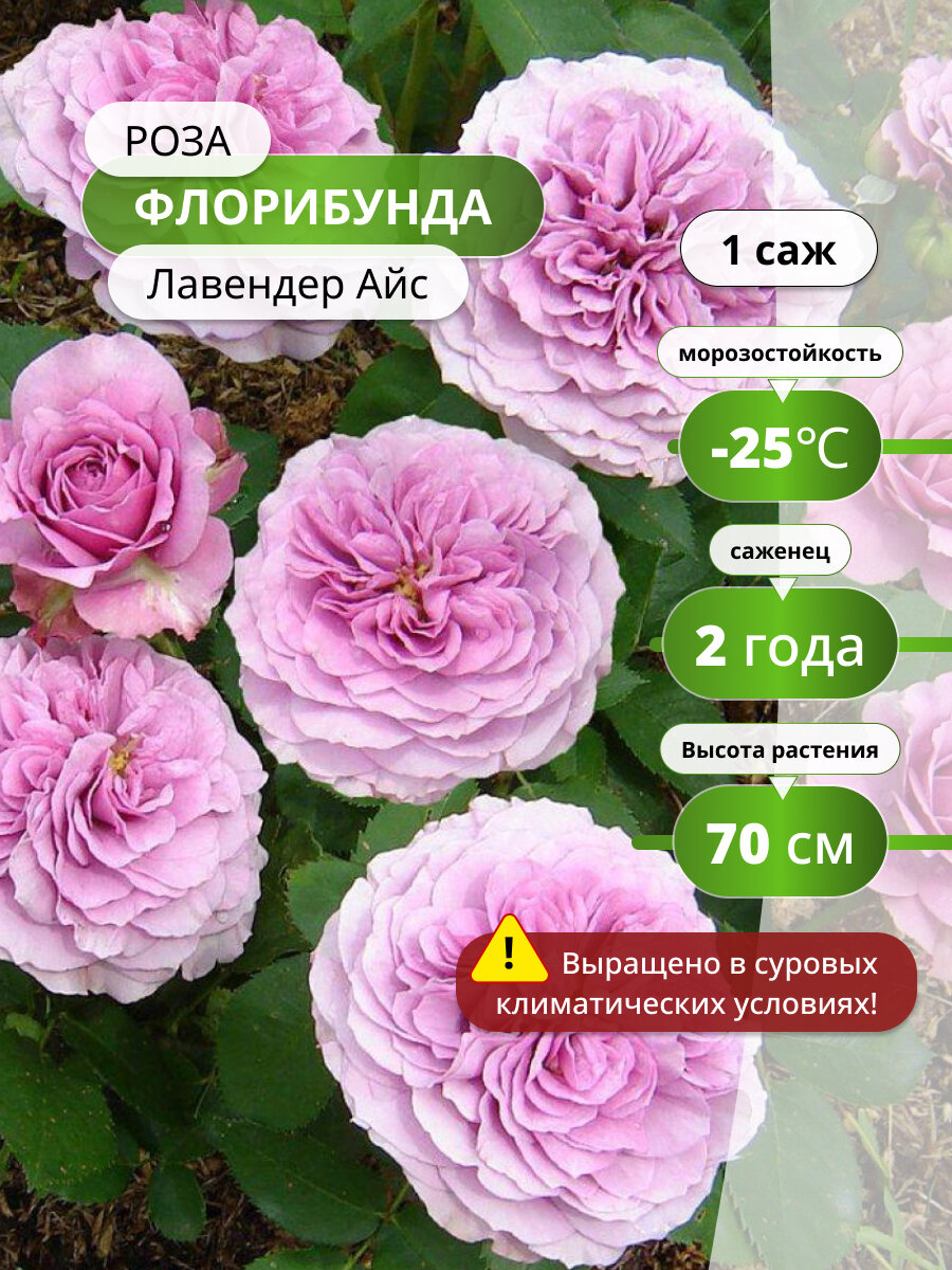 Роза флорибунда Лавендер Айс (Lavender Ice) / 1 шт, розы морозостойкие