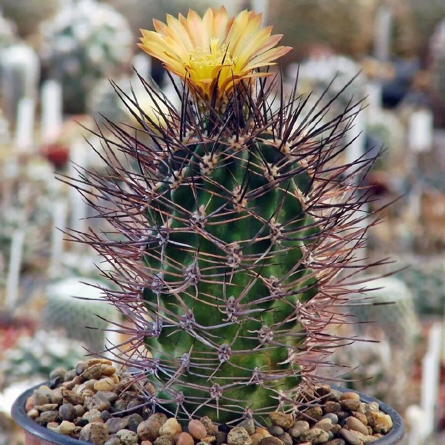 Семена Деодар Кактус Pyrrhocactus straussianus R-542, 10 шт.