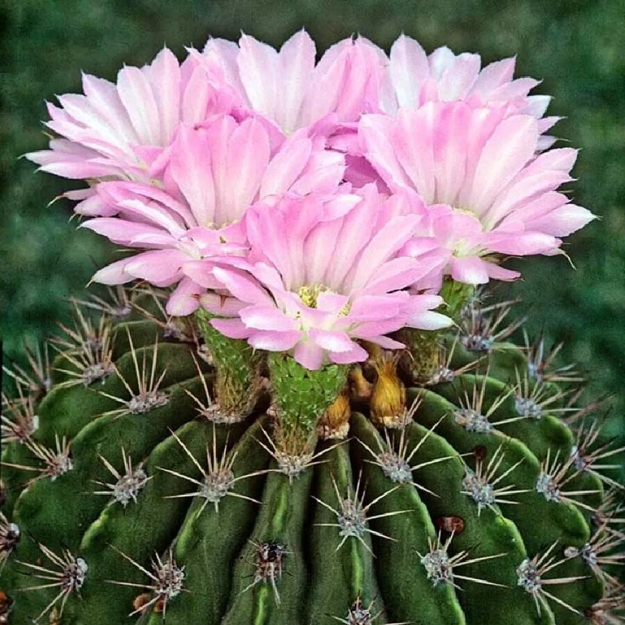 Семена Деодар Кактус Acanthocalycium violaceum VG-302, 10 шт.