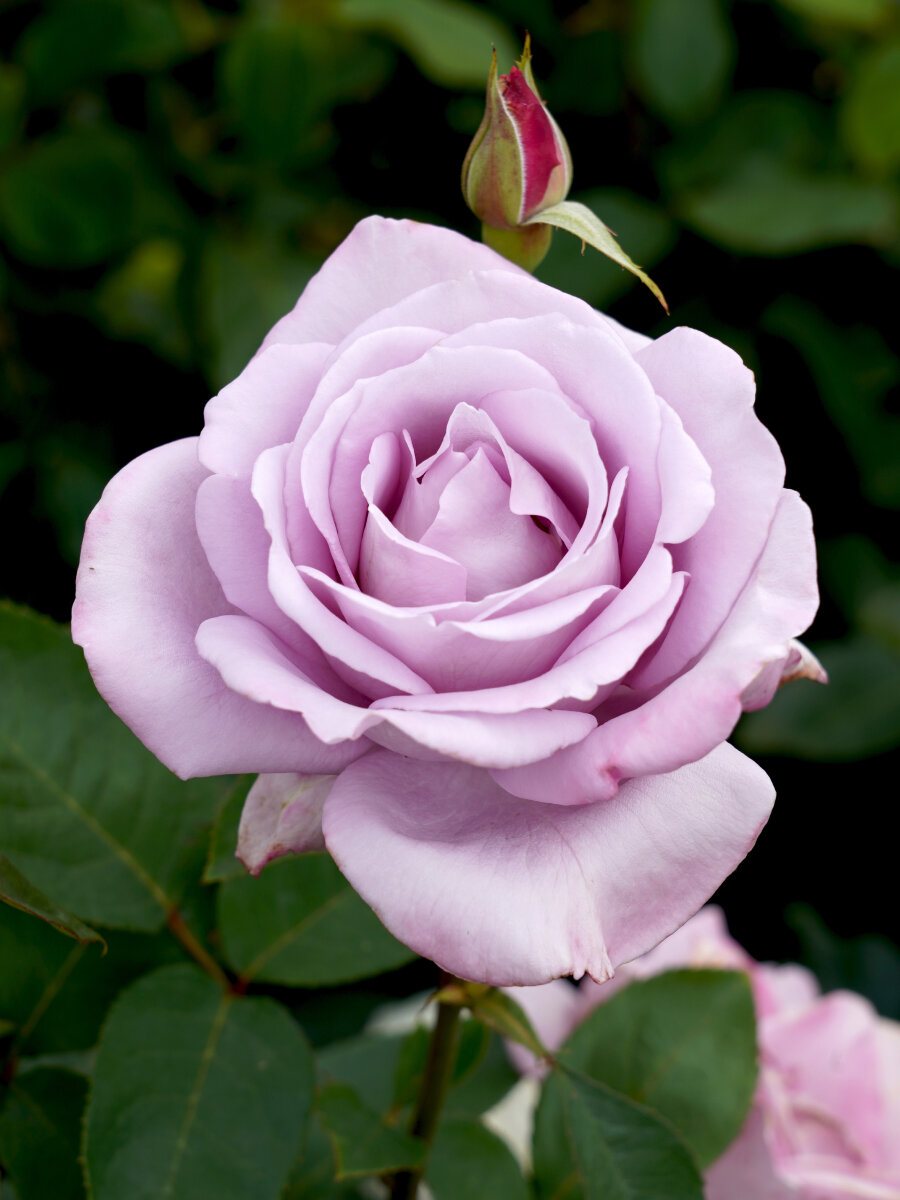 Роза чайно-гибридная "Блю Берд", многолетняя, сиреневая, 2 шт