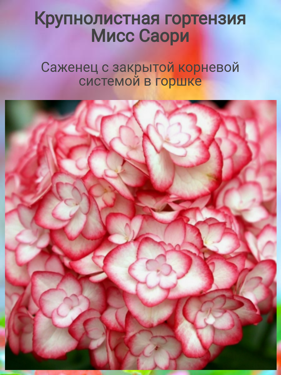 Крупнолистная гортензия Мисс Саори