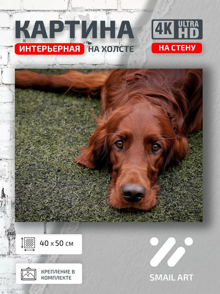 Картина на холсте интерьерная 40 на 50 на стену Собака dog для гостиной пейзаж интерьер