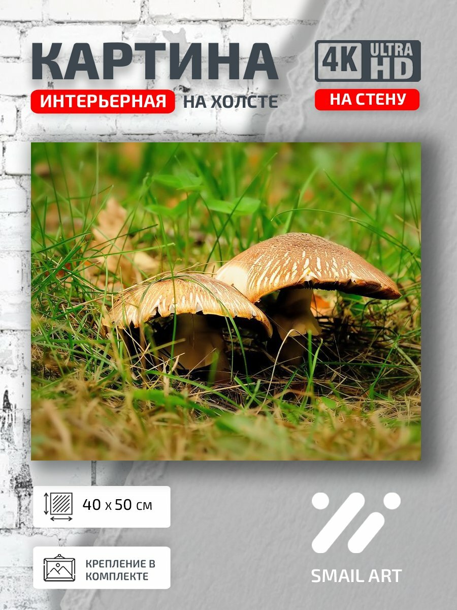 Картина на холсте интерьерная 40 на 50 на стену Грибы Landscape для кабинета пейзаж декор