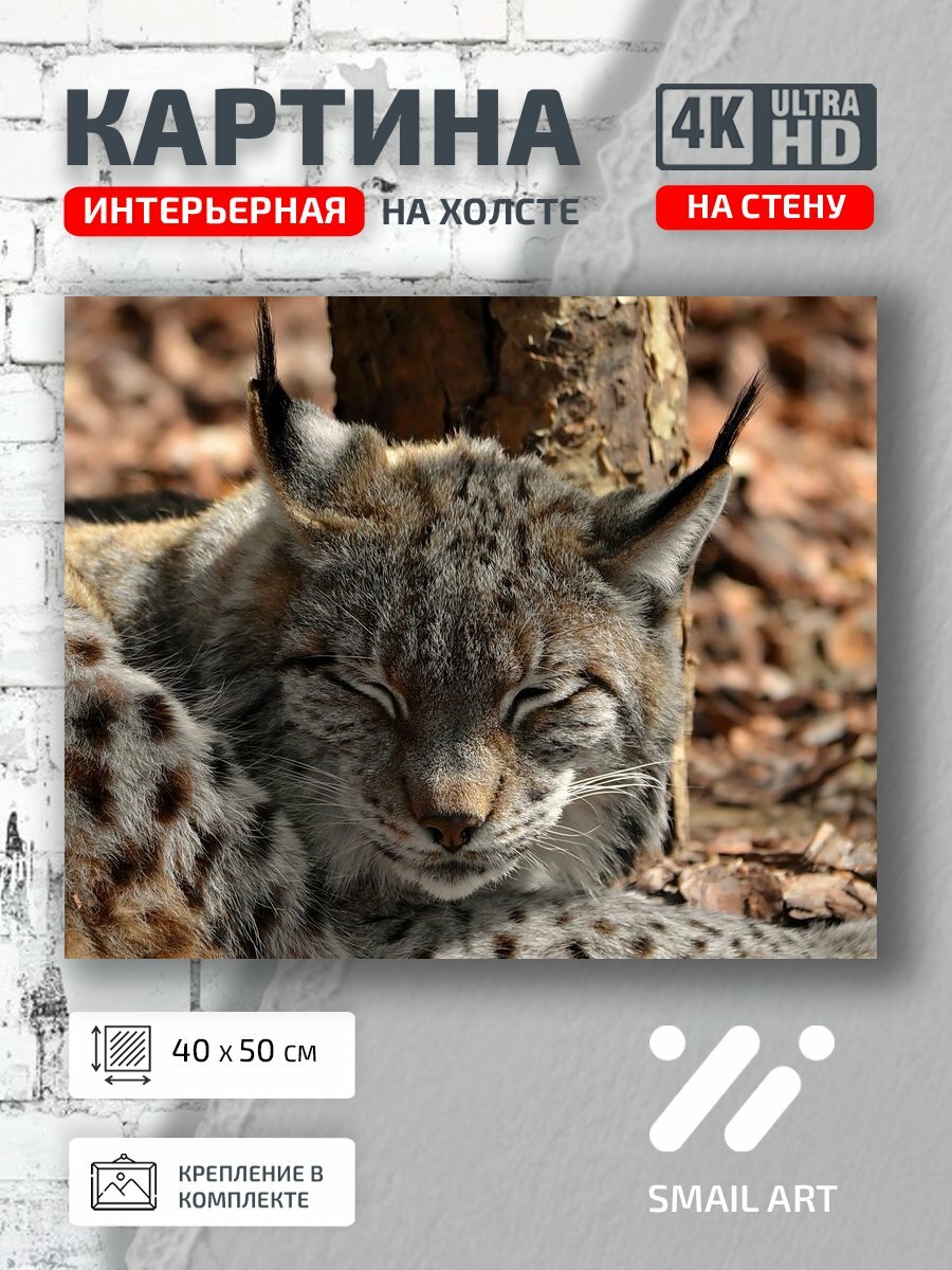 Картина на холсте интерьерная 40 на 50 на стену Рысь lynx для кабинета пейзаж интерьер