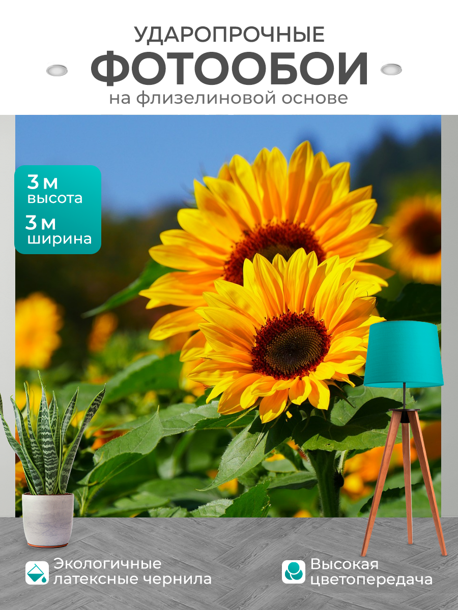 Фотообои моющиеся ударопрочные "Подсолнухи, летом, подсолнух" 300x300 см. флизелиновые на стену