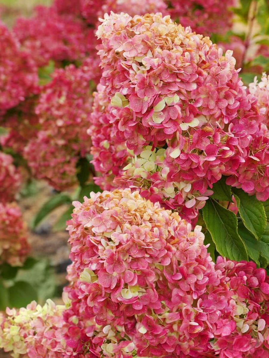 Гортензия метельчатая "Краса Лесково", морозостойкая, для цветников, высота 120-150см