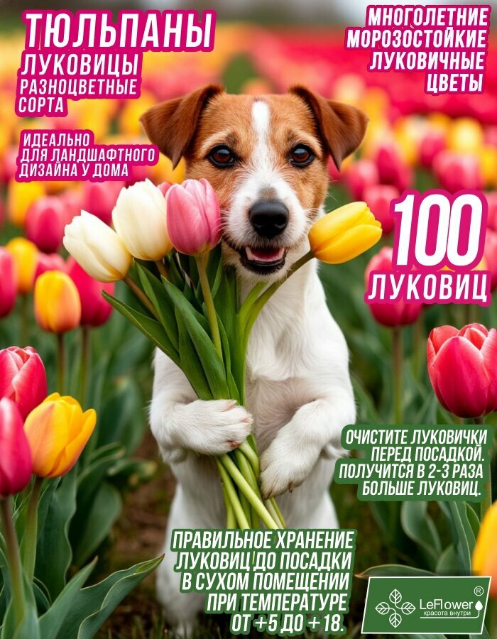 Тюльпан неочищенный, Микс сортов, 100шт