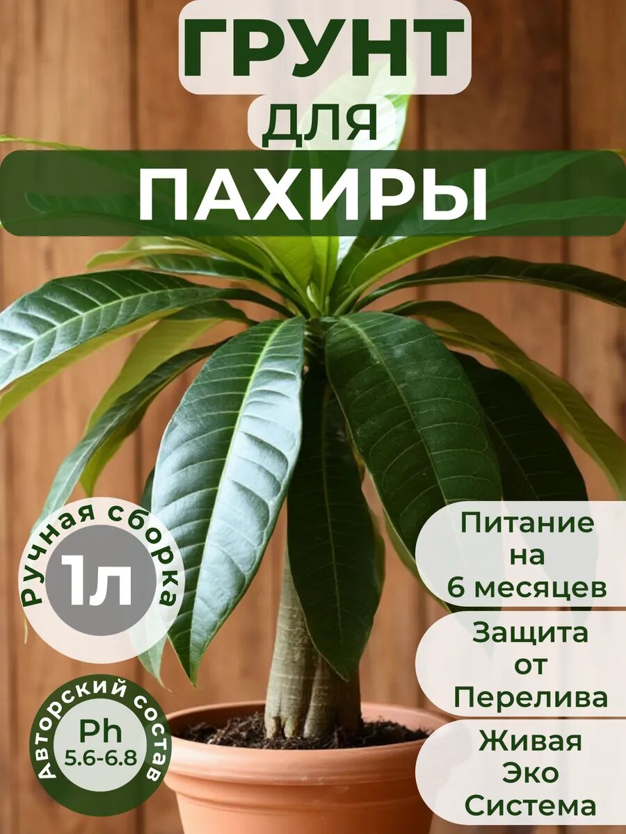 Готовый авторский грунт для Пахиры премиум 1 литр