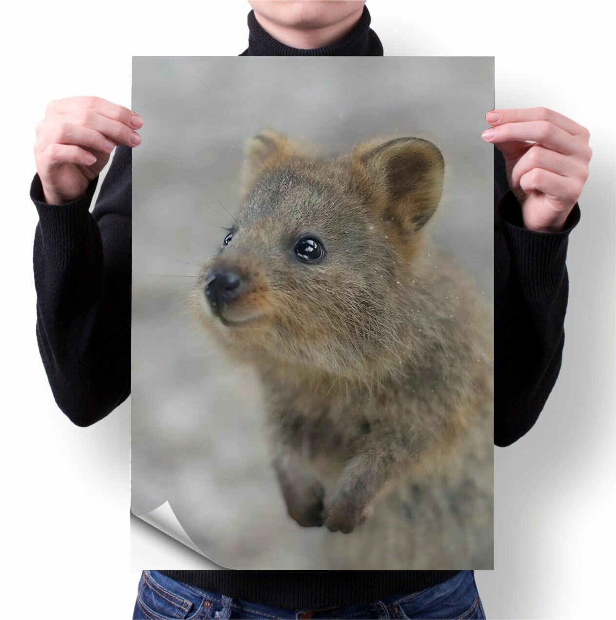 Плакат GOODbrelok А4 принт Квокка, Quokka