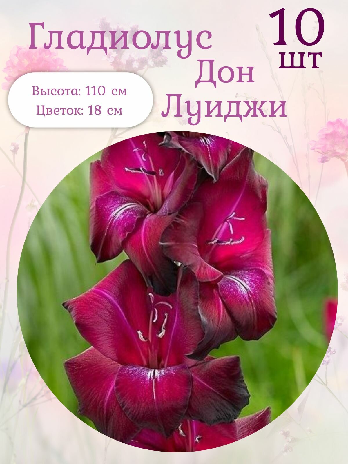 Гладиолус крупноцветковый, многолетние цветы, луковицы 10 шт.