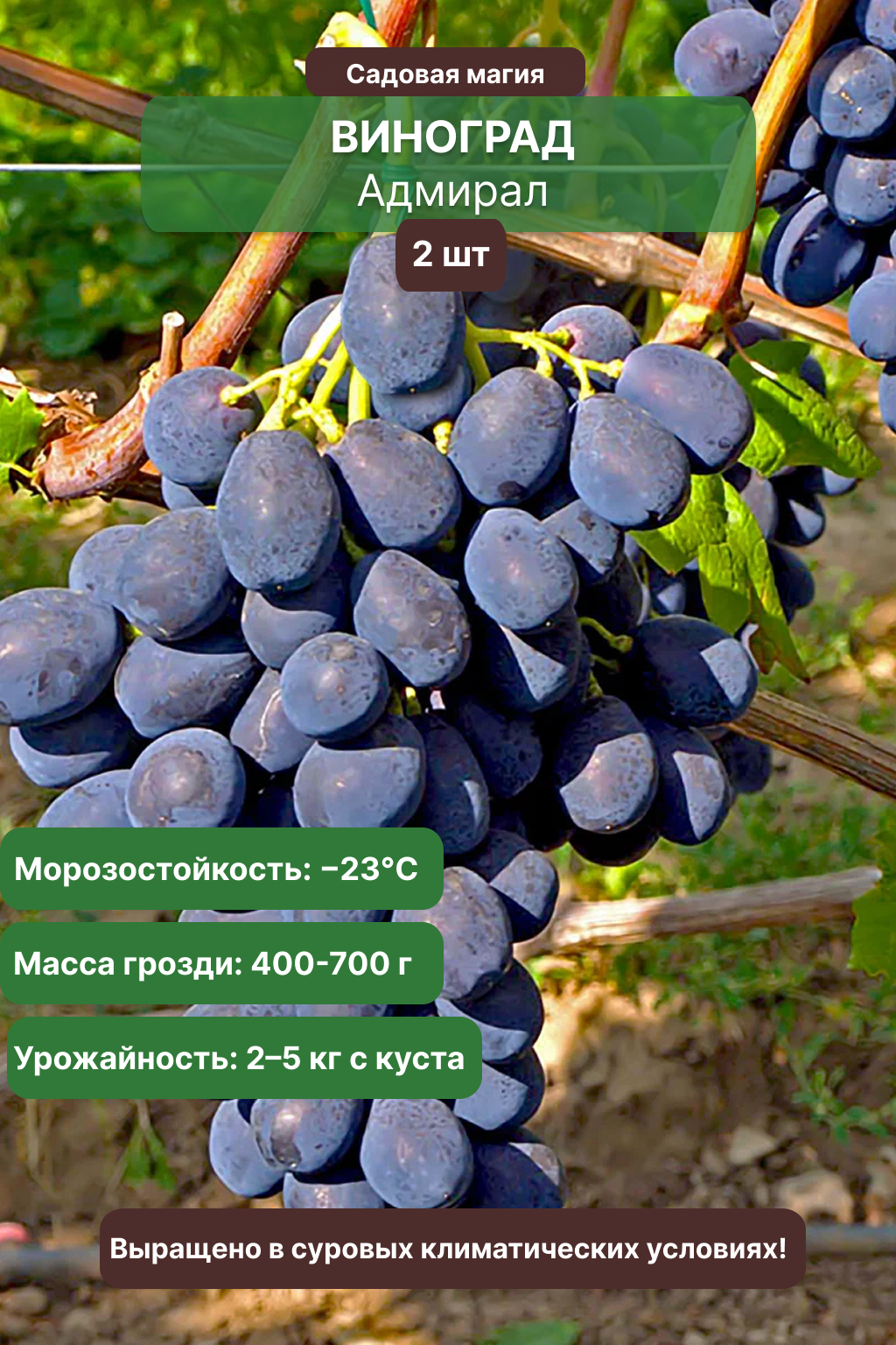 Виноград Адмирал 2 шт / многолетний, раннеспелый, морозостойкий сорт