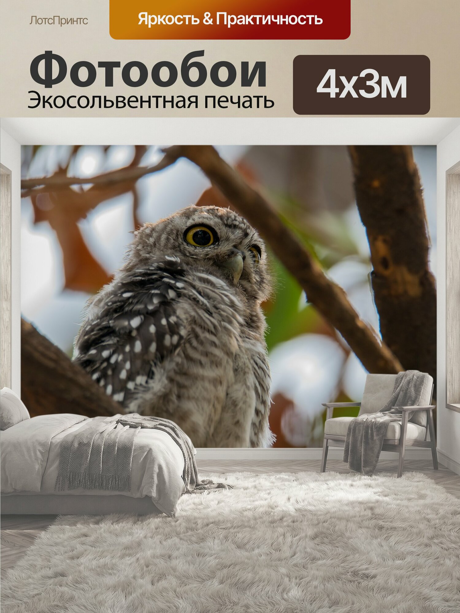 Фотообои "Пятнистый совенок, афина брама, браминский сыч" 400x300 см. экосольвентная печать