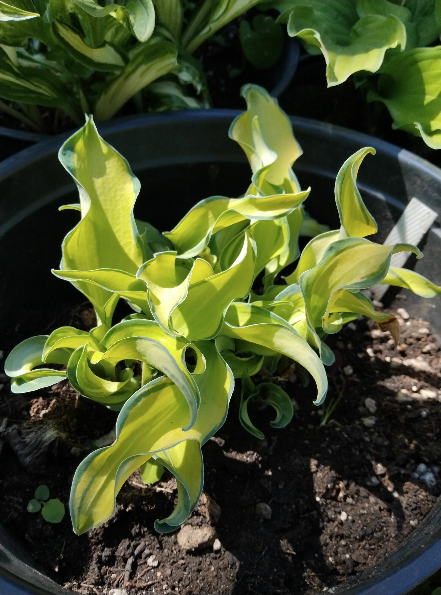 Хоста Гравити Рокс