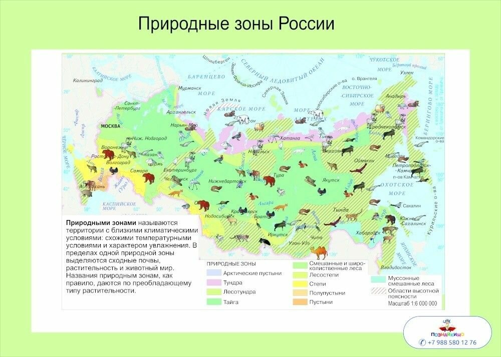 Учебная карта Природные зоны России 6 класс