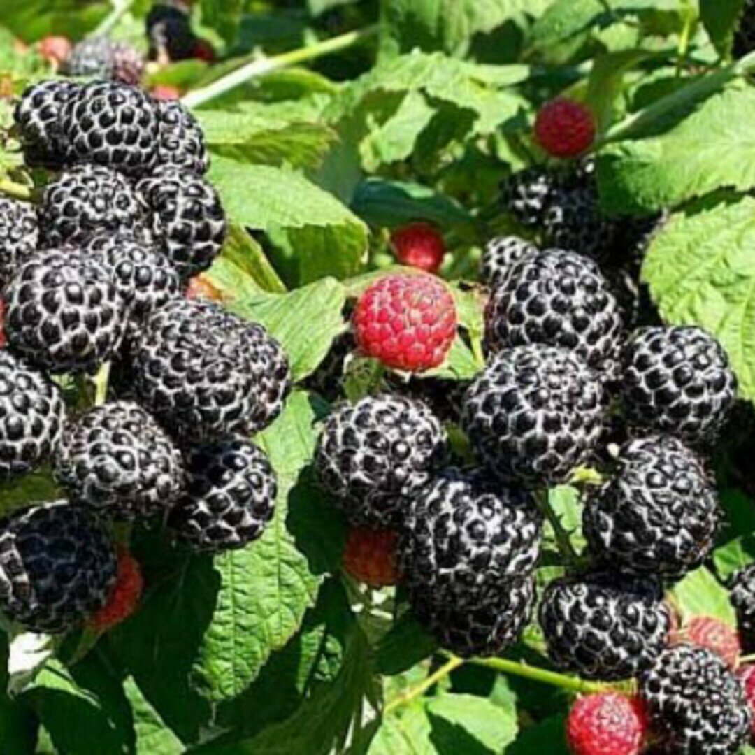 Малина черная Кумберленд / 1 шт, среднеспелый, морозостойкий сорт