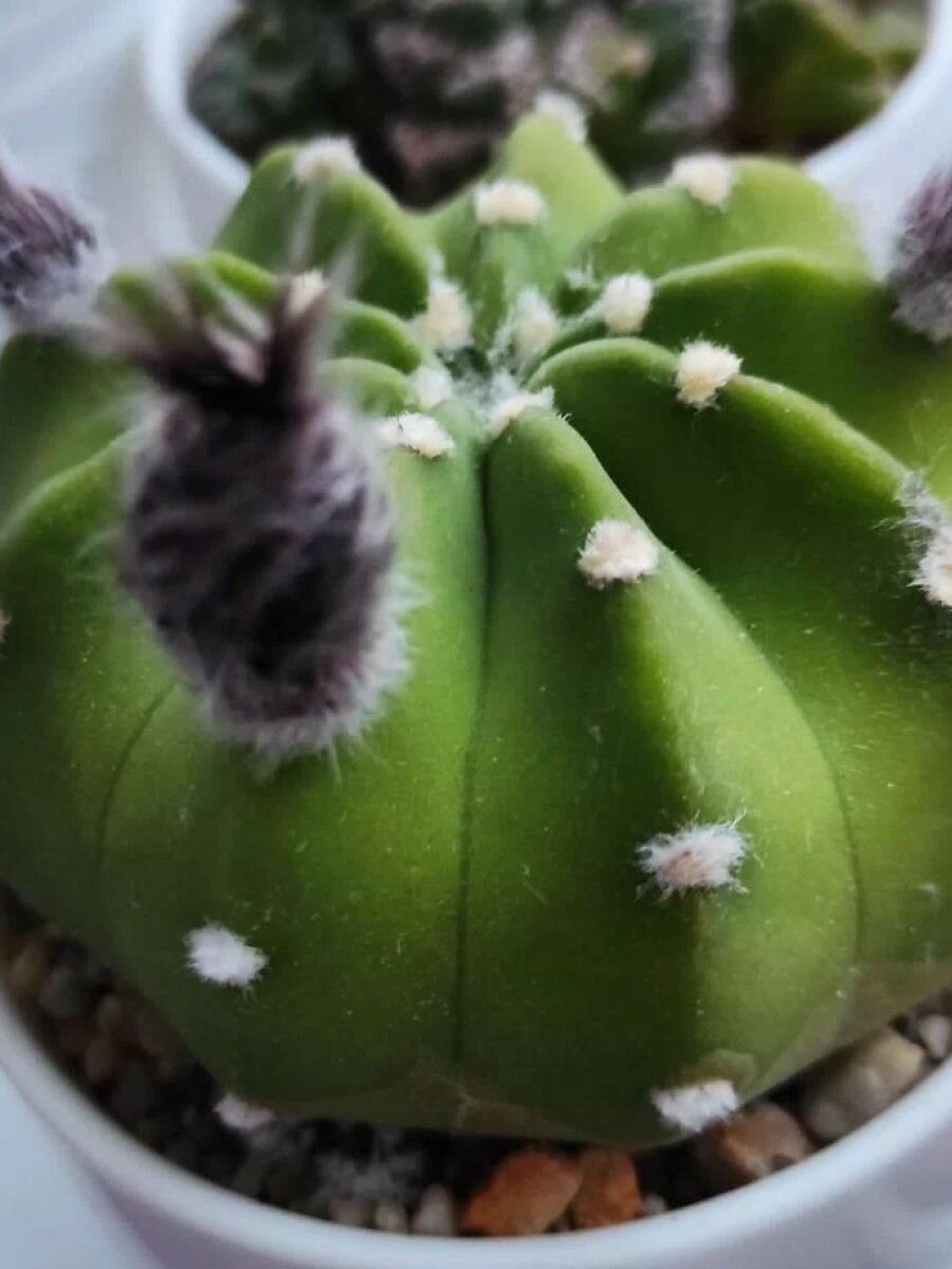 Кактус Echinopsis subdenudata семена 5 штук