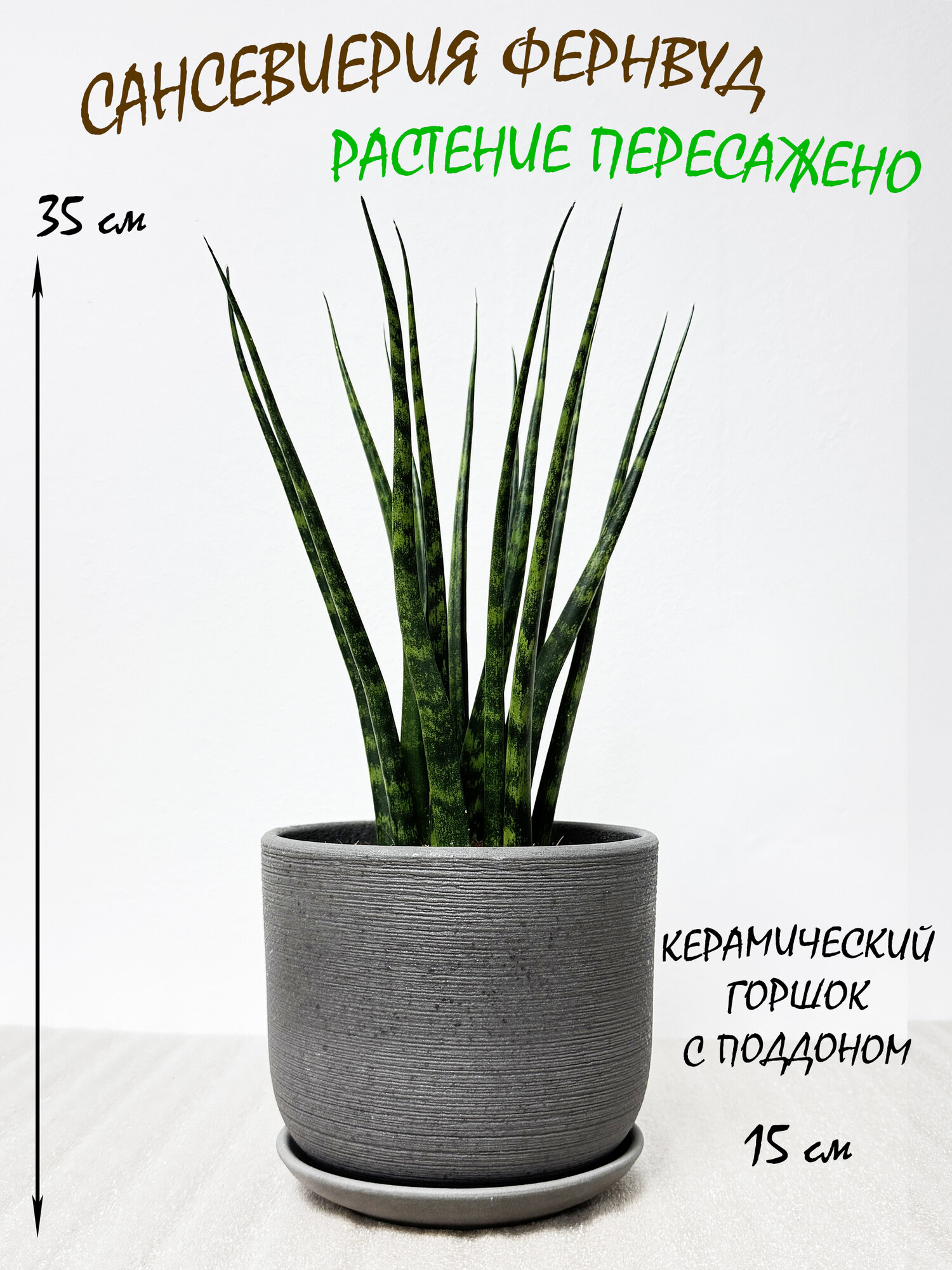 Сансевиерия Фернвуд в сером керамическом горшке с поддоном, высота 35-40см