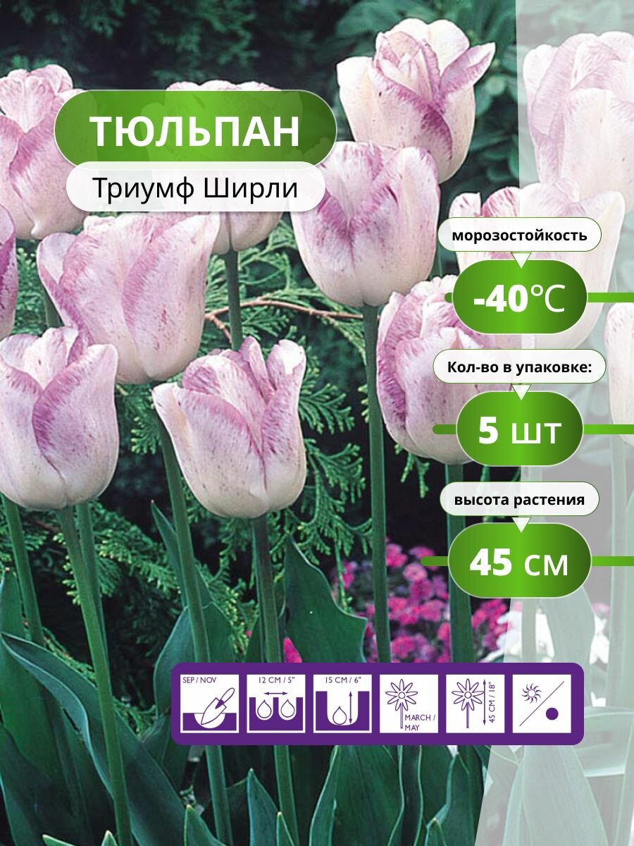 Тюльпан Holland Bulb Market "Триумф Ширли" 5 шт, луковицы, многолетние, разноцветный