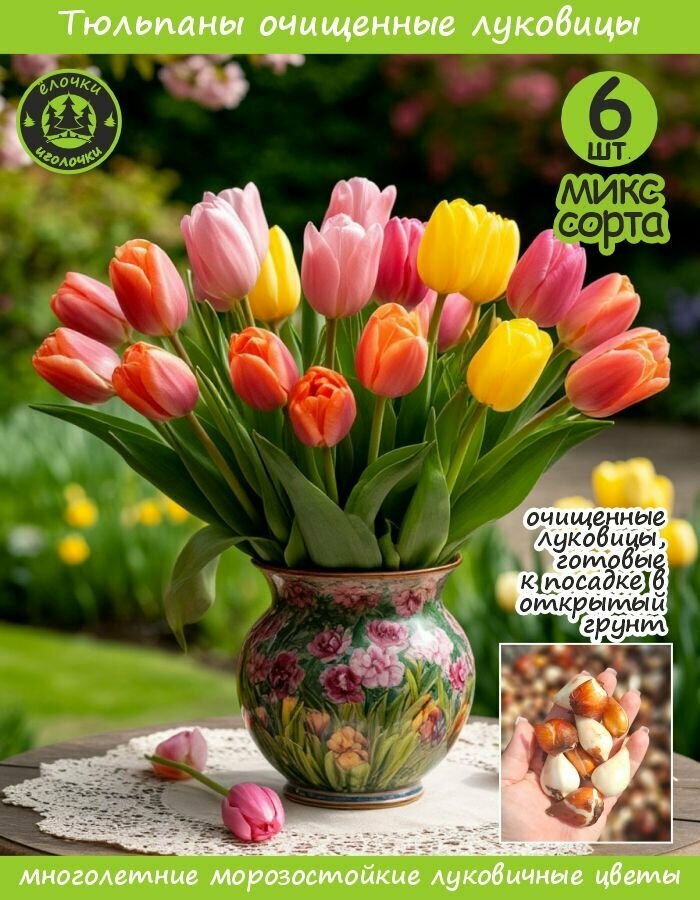 Тюльпан луковичные цветы, Микс сортов 6 шт, крупные
