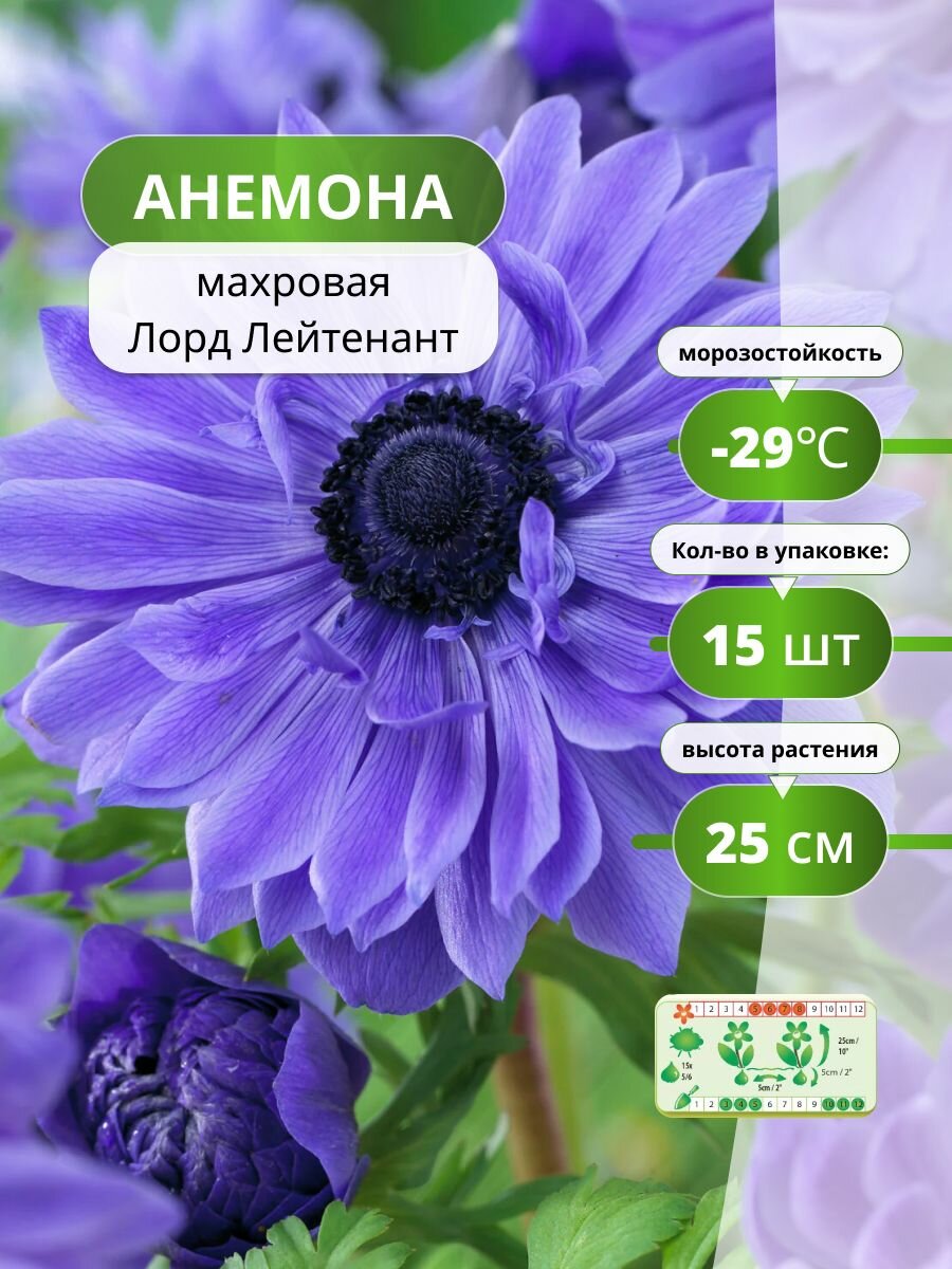 Анемона махровая Лорд Лейтенант (15 лук) / луковичные многолетние цветы