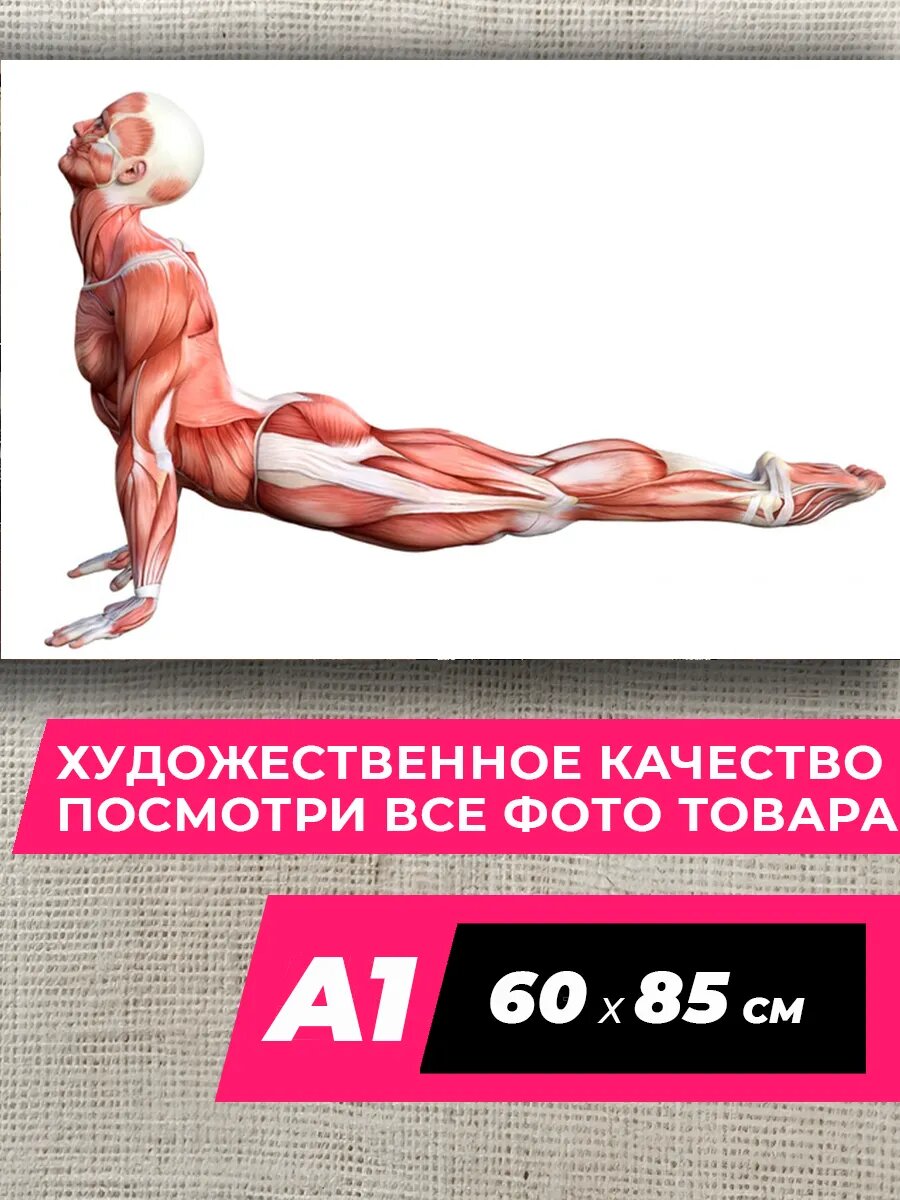 Постер мышцы человека на стену 22 A1, матовая фотобумага премиум качества