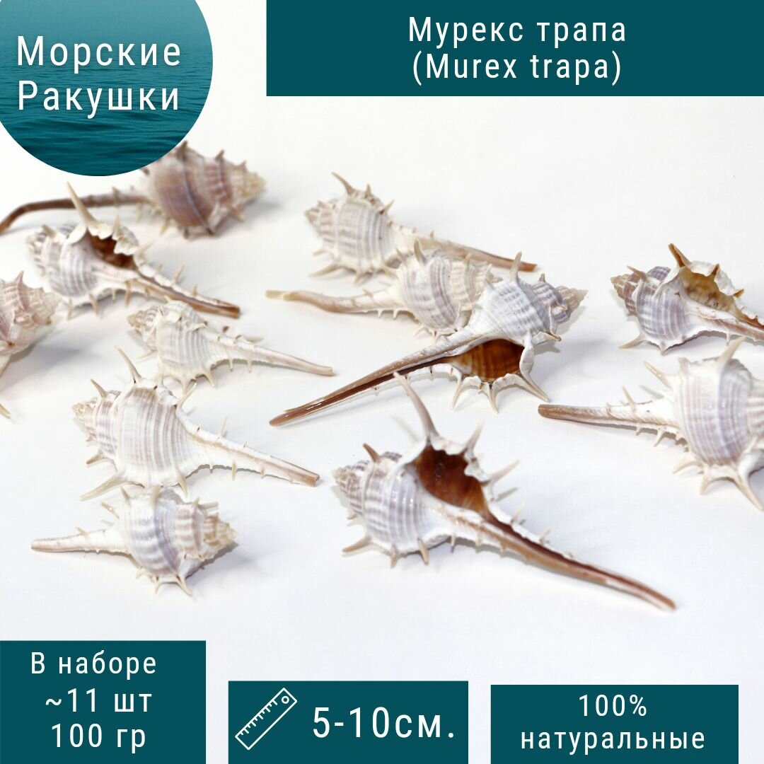 Ракушки морские Мурекс Трапа, экзотические, 5-10см, бежевато-коричневые, набор 100гр