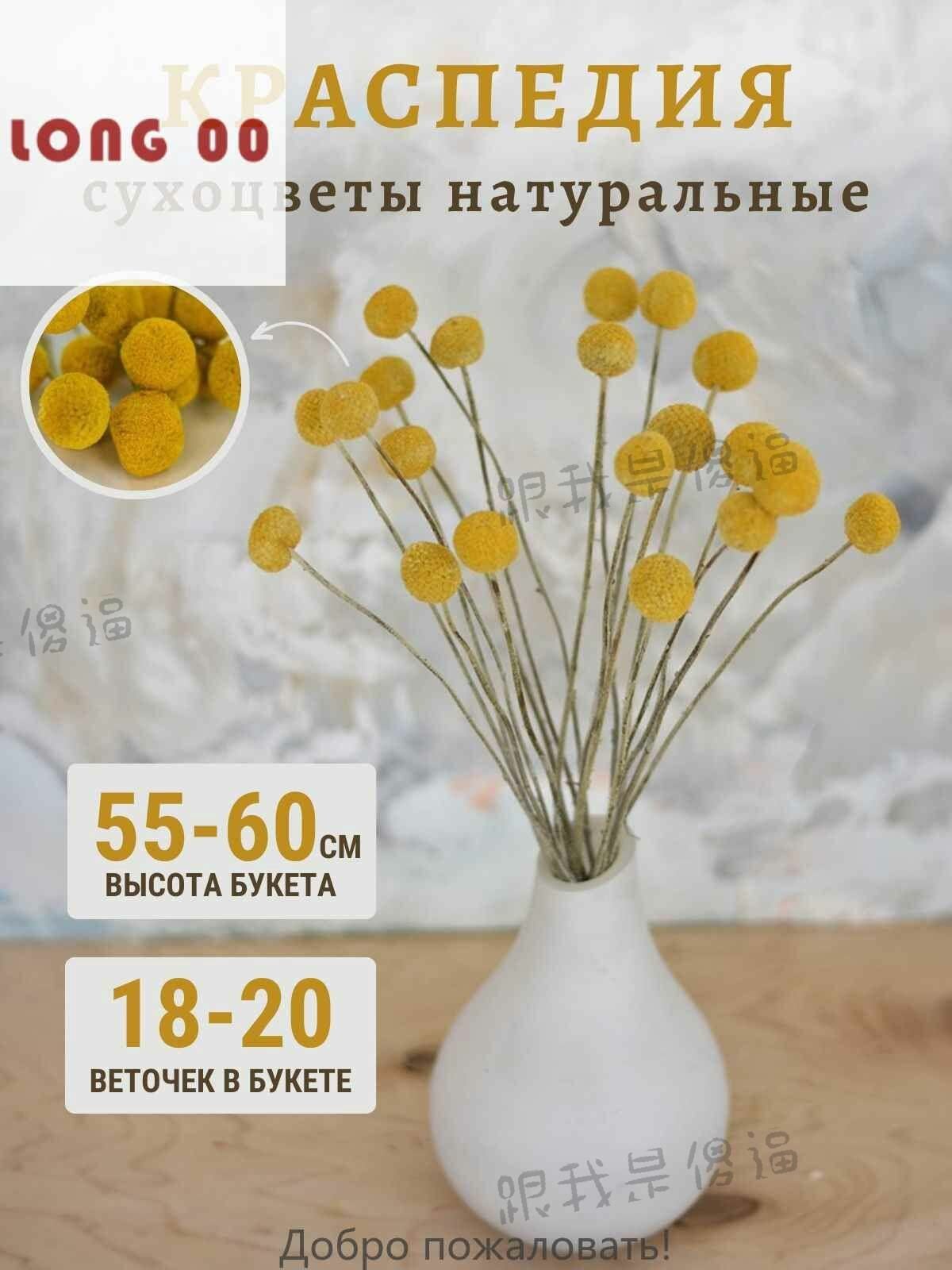 Сухоцветы для декора Trava Decor цветы Краспедия для вазымода