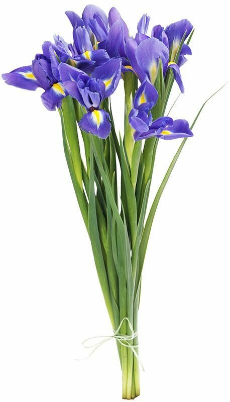 Букет синих ирисов 9шт