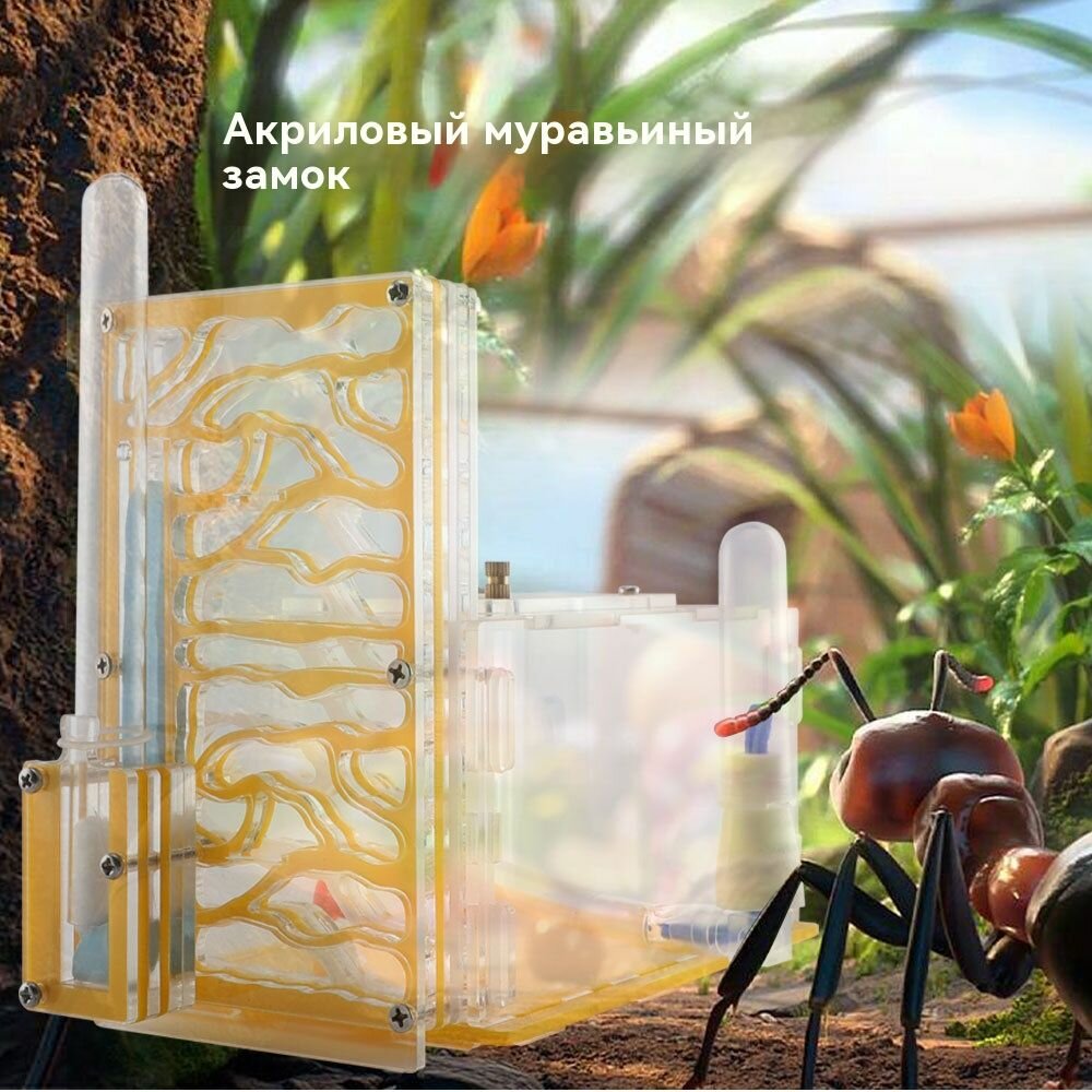 Муравьиная ферма, Формикарий для муравьев