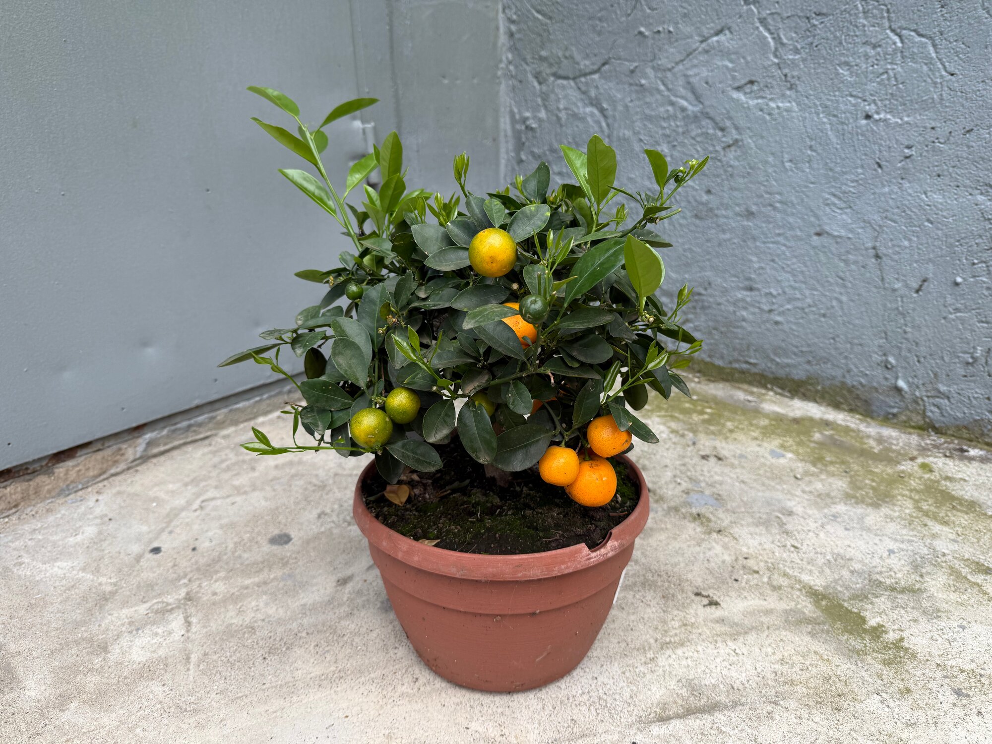 Мандариновое дерево куст 25/55 см