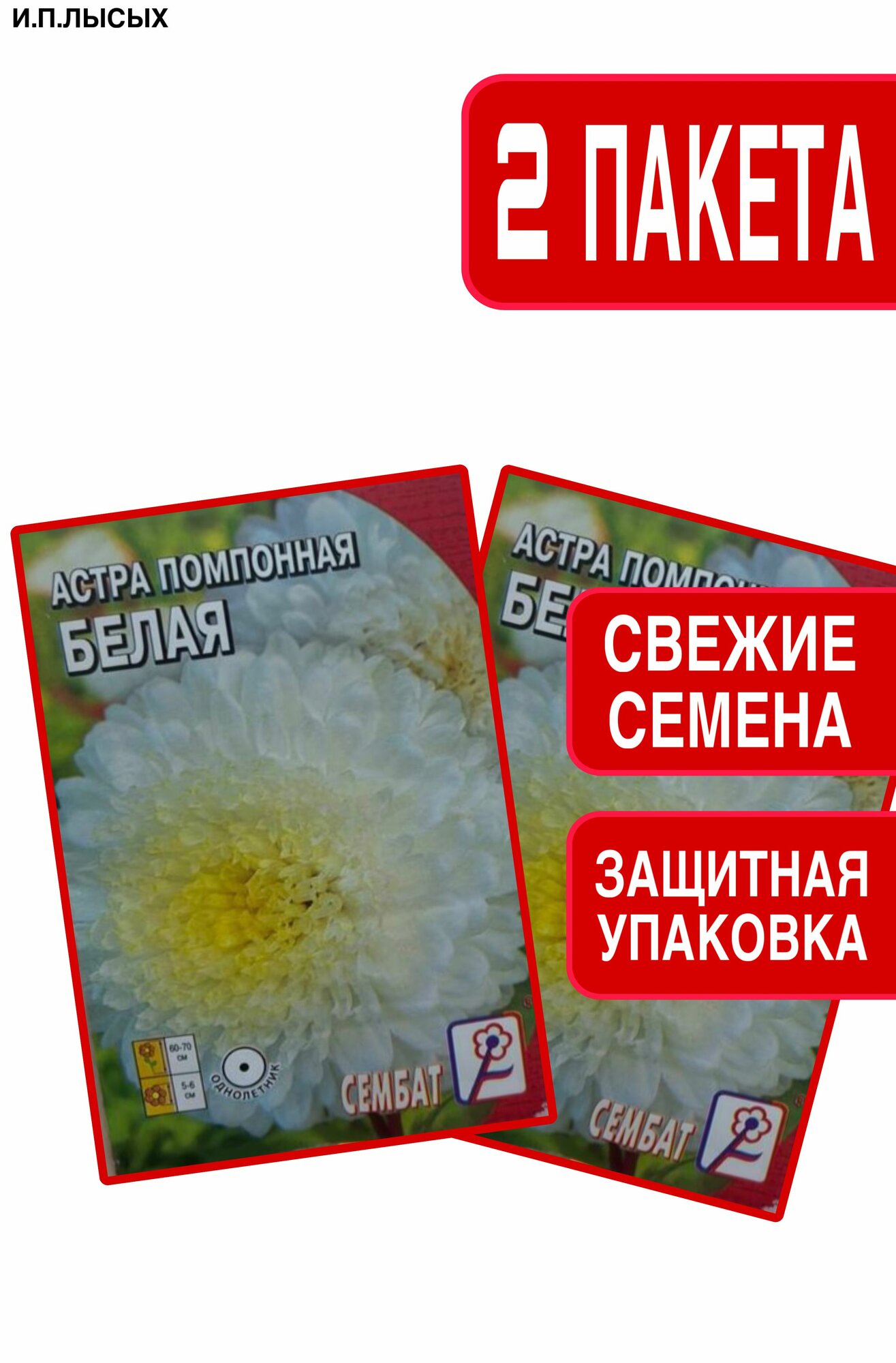 Семена Астра помпонная белая