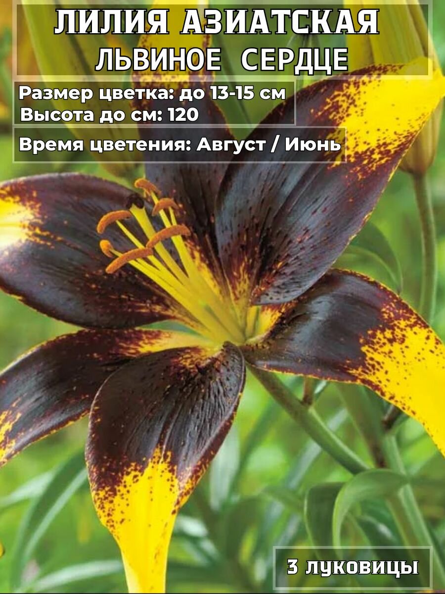 Лилия азиатская Львиное сердце, 3 луковицы