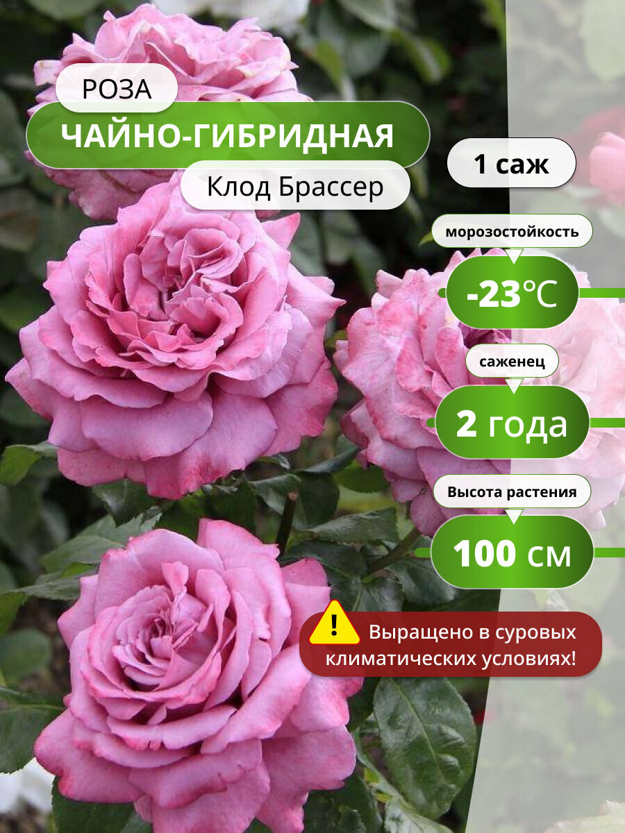 Роза чайно-гибридная Клод Брассер, фиолетово-малиновая, многолетняя