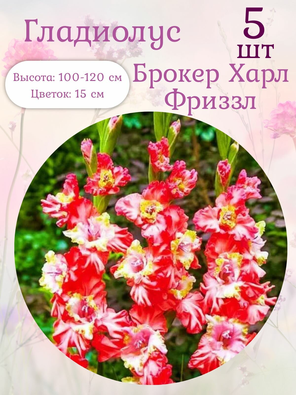 Гладиолусы, многолетние цветы, луковицы 5 шт.