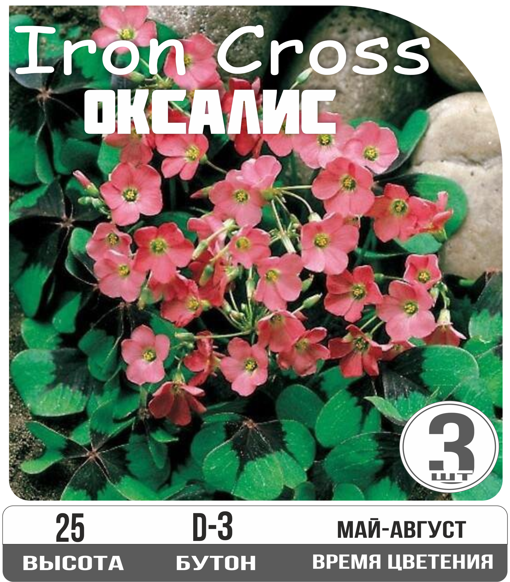 Оксалис (Кислица) Айрон Кросс, луковицы морозостойкий, многолетник, розовый, 3шт.