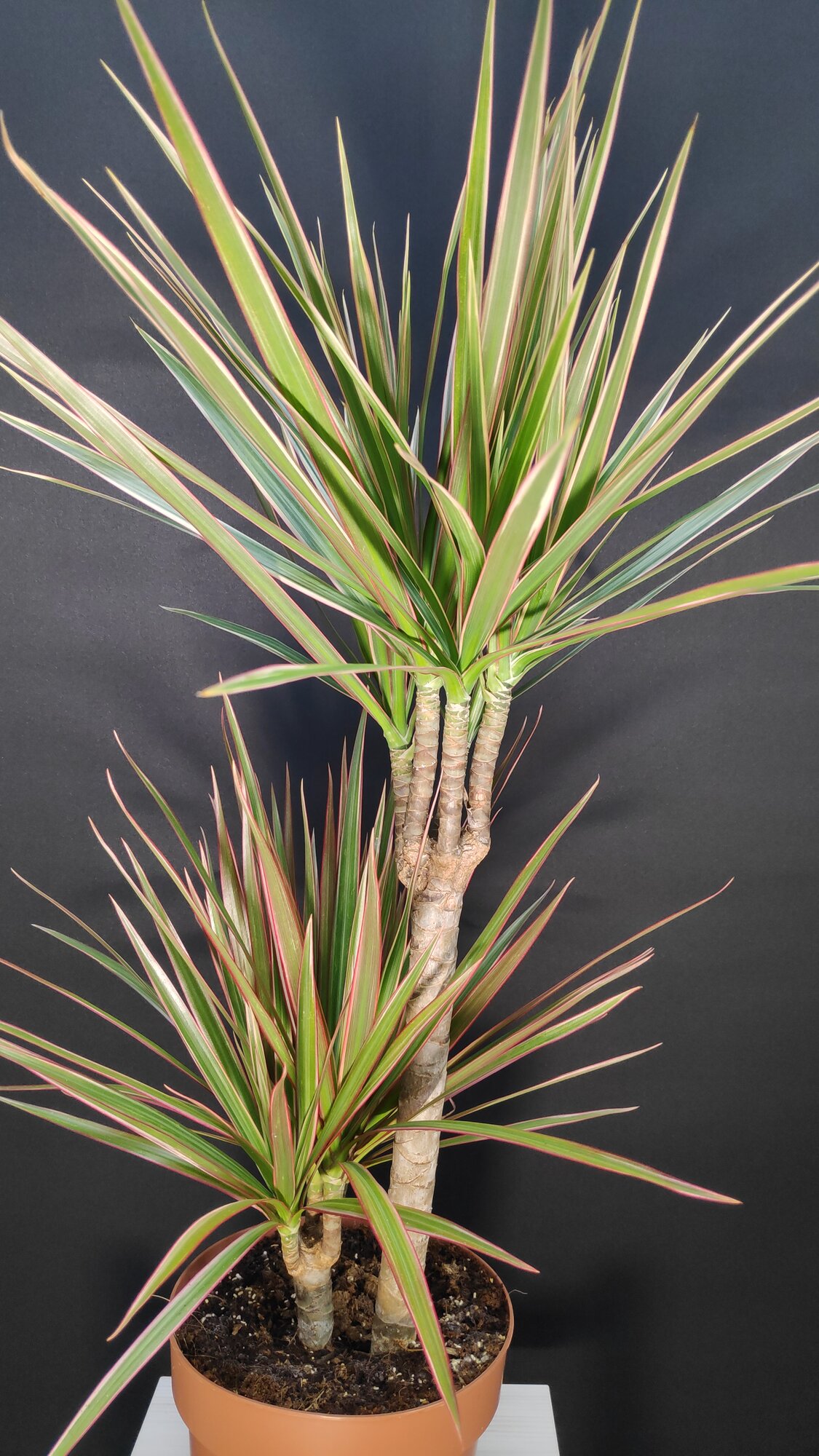 Тюльпан Маркет, Драцена Маргината, 2 ствола, мультиколор, D17, H70