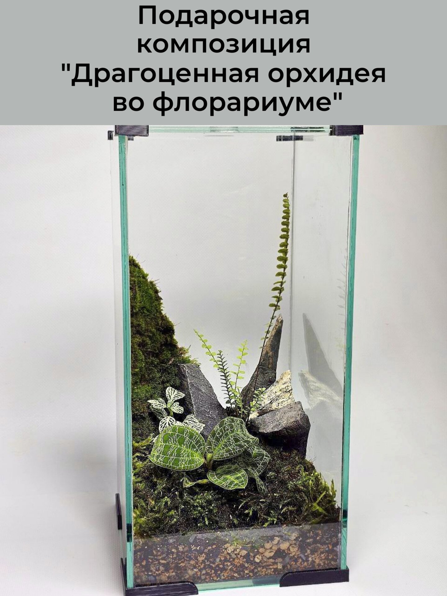 Подарочная композиция растительная "Драгоценная Орхидея", флорариум, кашпо, 30х14 см