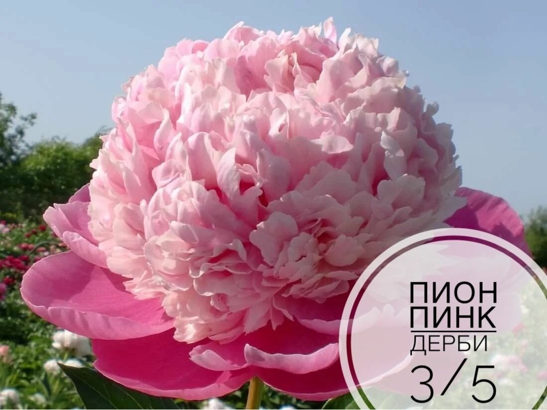 Корни пиона Пинк дерби