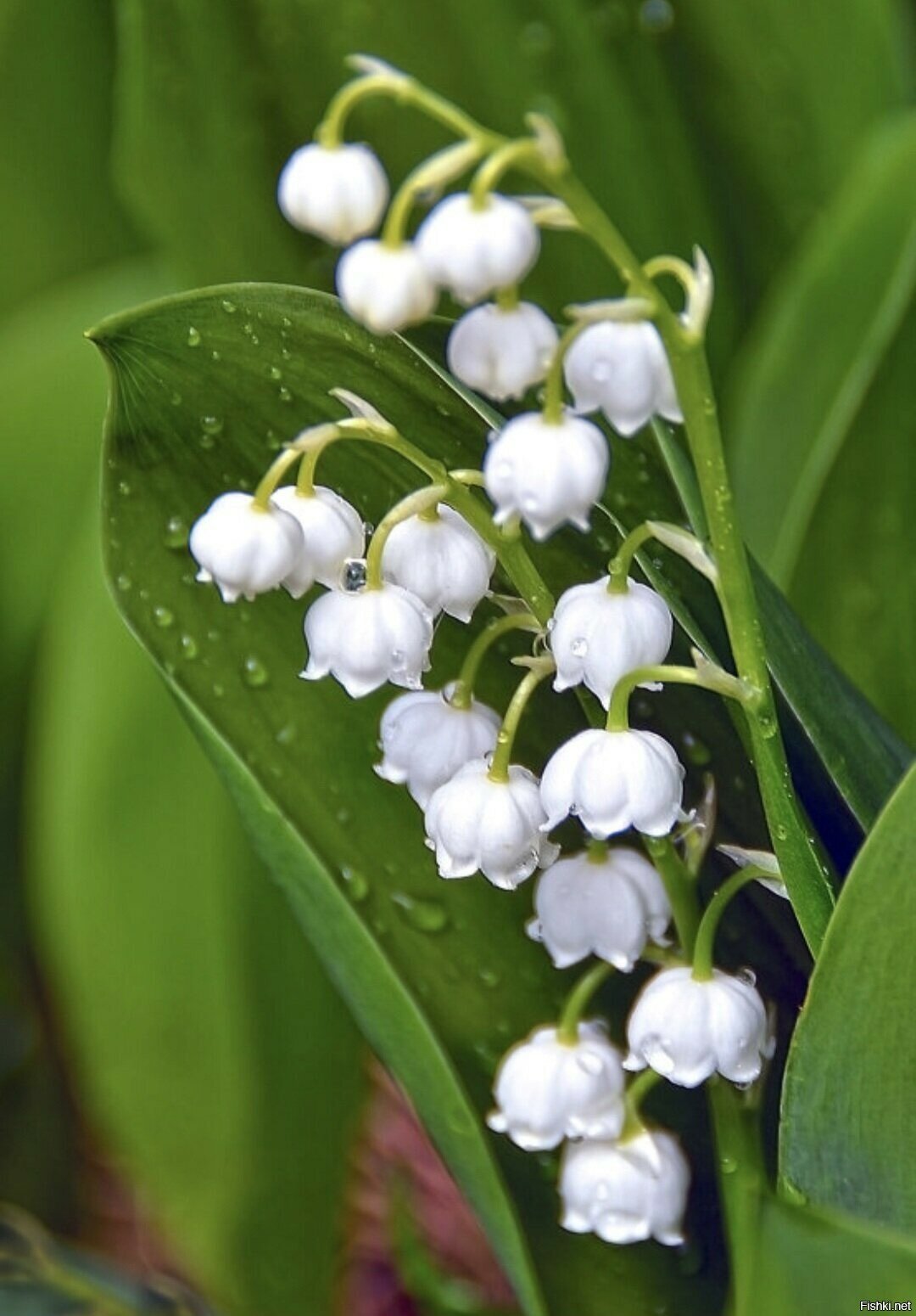 Ландыш майский Вайт (корневище 10 шт)/ клубни, делёнки многолетних растений, корни / для дачи, сада, дома и балкона