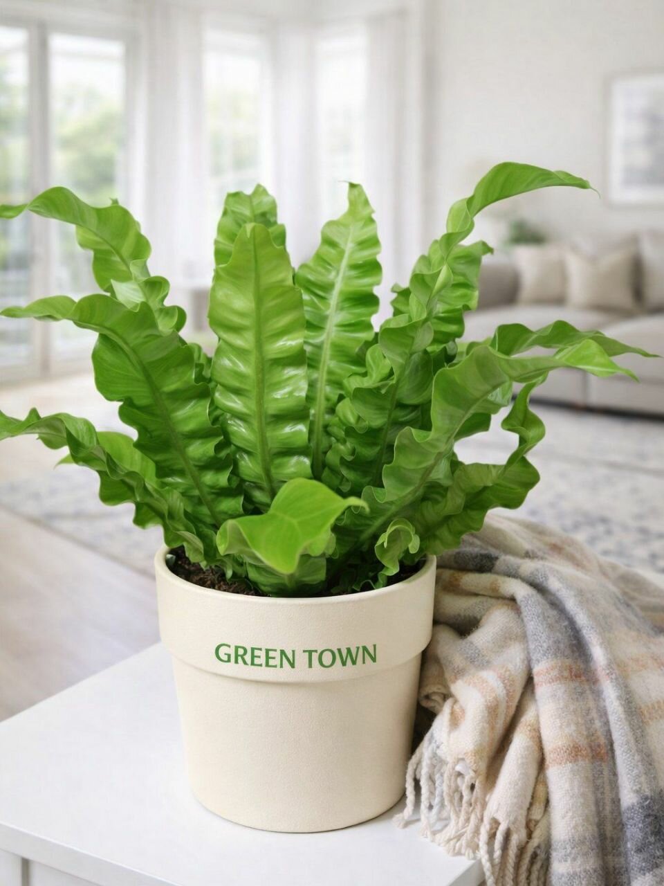 Асплениум GREEN TOWN Криспи Вейв, живое растение, в пластиковом горшке