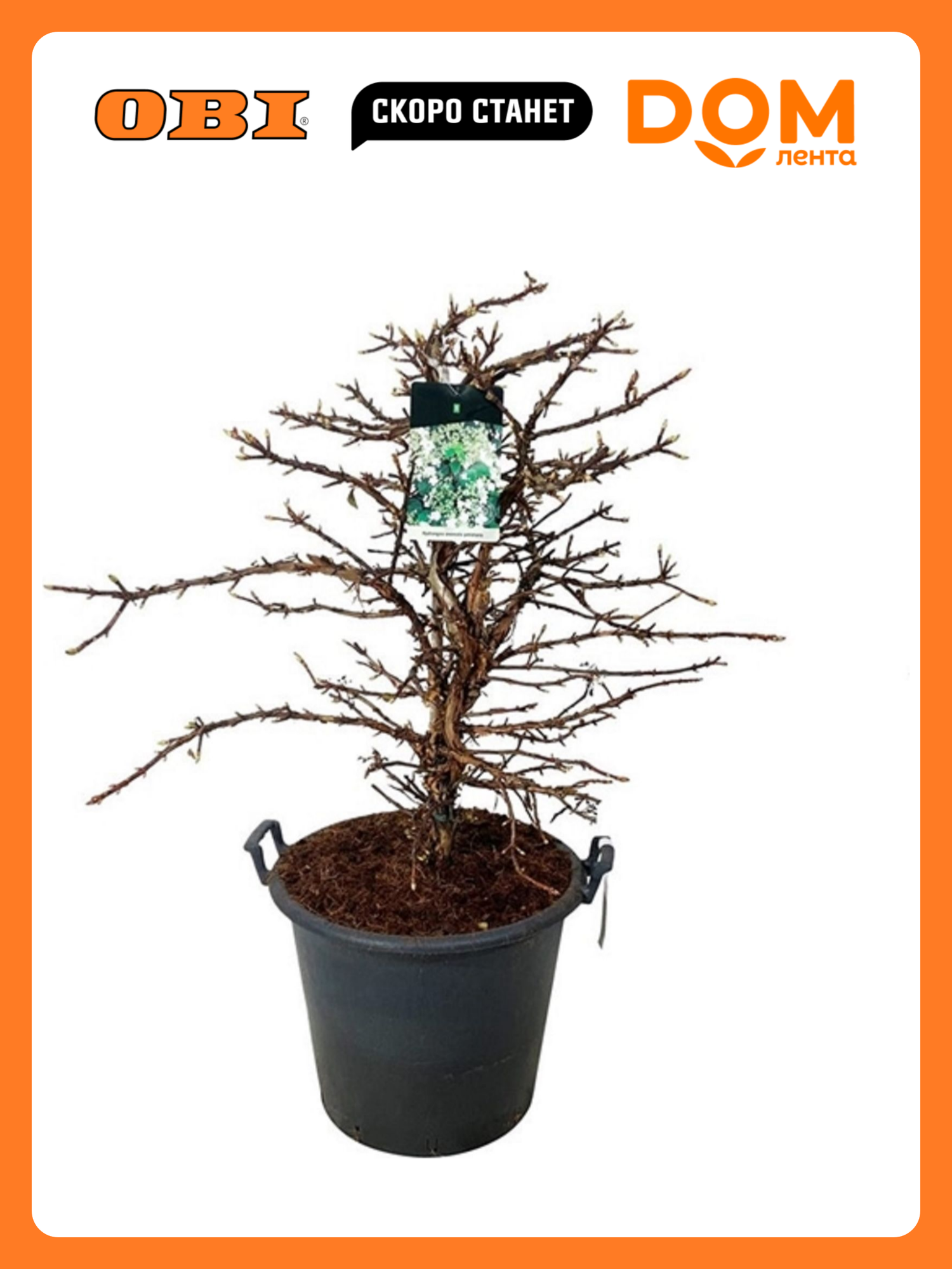 Растение Гортензия черешковая 877874 С2 H30-40