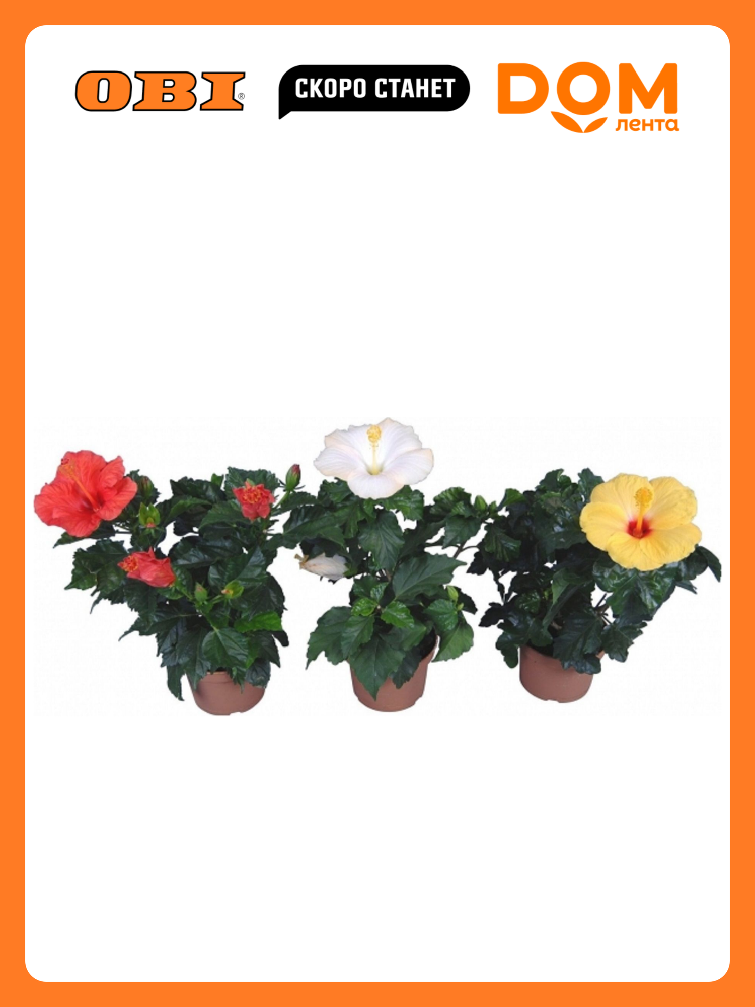 Растение FLORA GROUP Гибискус Микс, декоративно-цветущее, ароматное, высокое качество