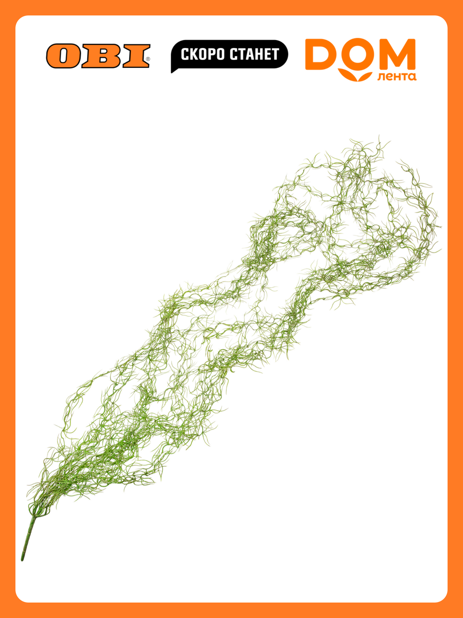 Растение ампельное Рипсалис паутинка h130 см