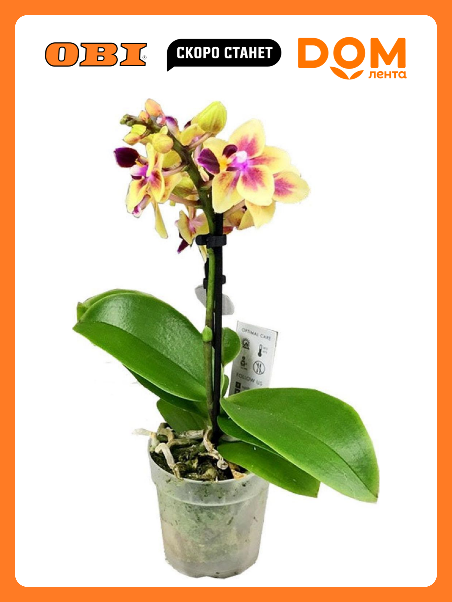 Орхидея Фаленопсис FLORA GROUP, высота 40 см, декоративно-цветущая