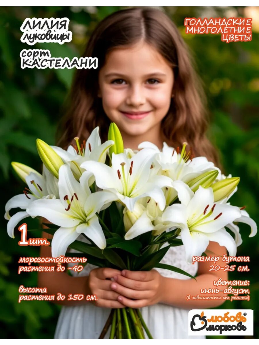 Лилия Луковица, Кастелани 1 шт