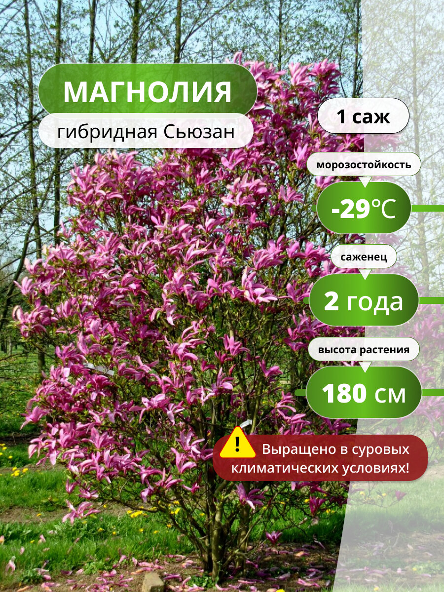 Магнолия гибридная Сьюзан, магнолии, ароматные, цветущие
