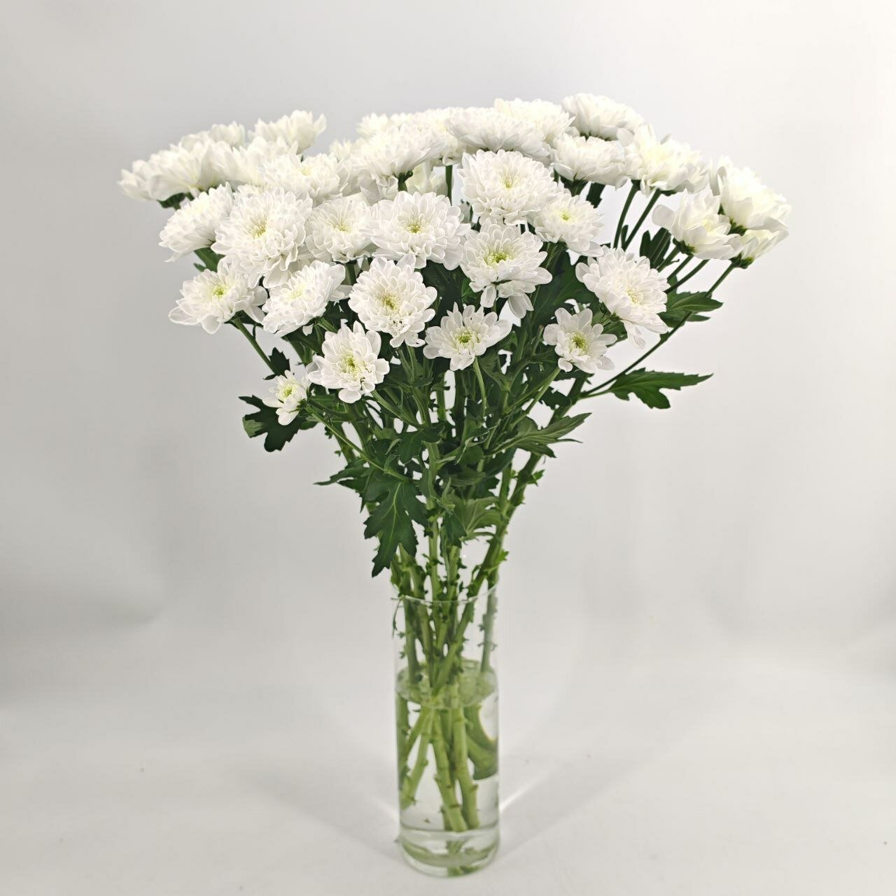 Букет из 9 белых кустовых хризантем. Цветы хризантемы