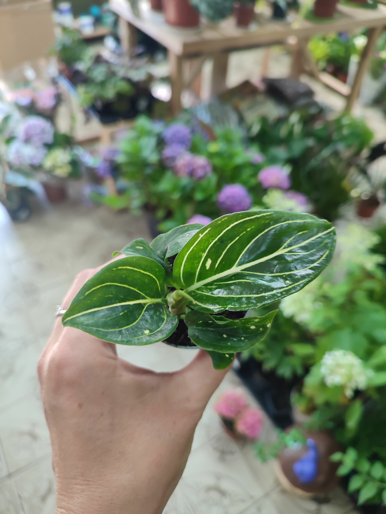 Аглаонема Томс Прайд