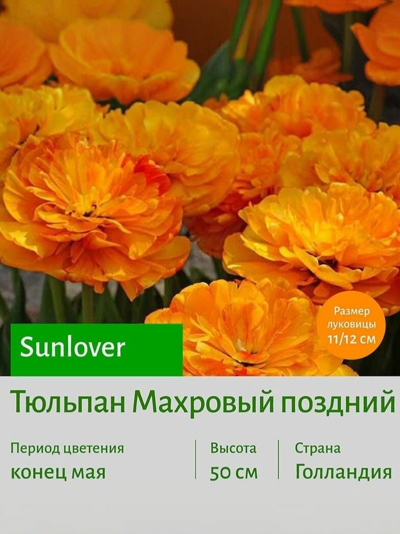 Тюльпан Санловер (Sunlover) махровый поздний луковицы 7 шт сотка