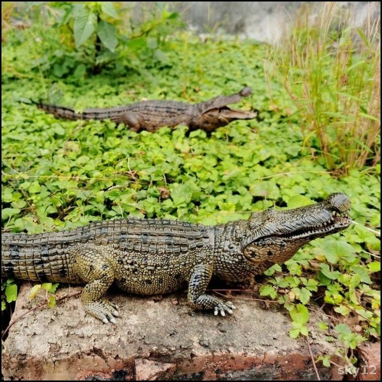 Эксклюзивная реплика крокодила, реалистичная модель животного